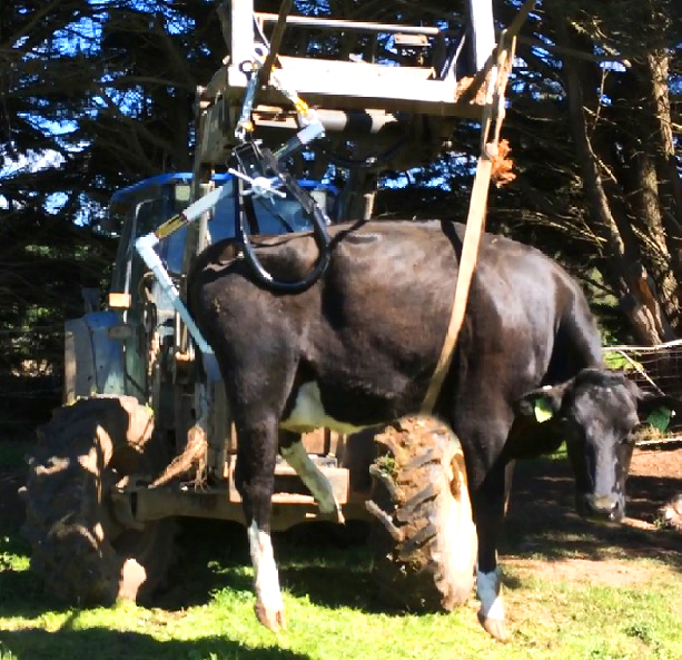 Steinfort AgVet | Pelvic Lift